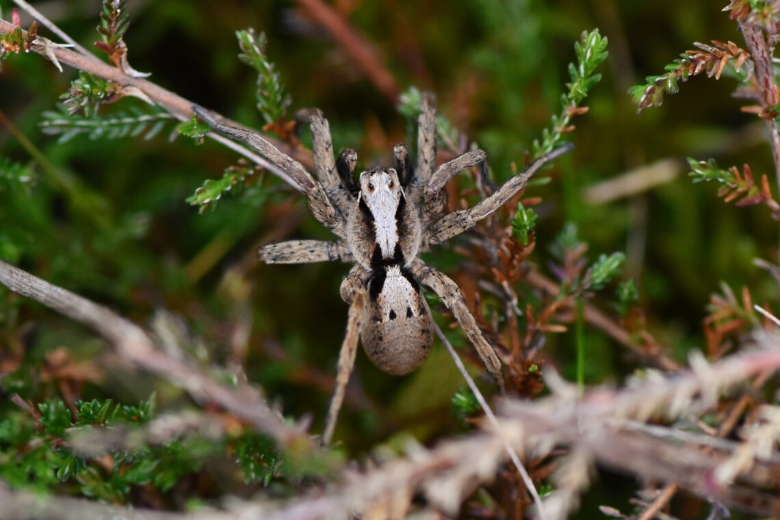 Ugens naturhistorie: Den danske fugleedderkop - Naturhistorier.dk