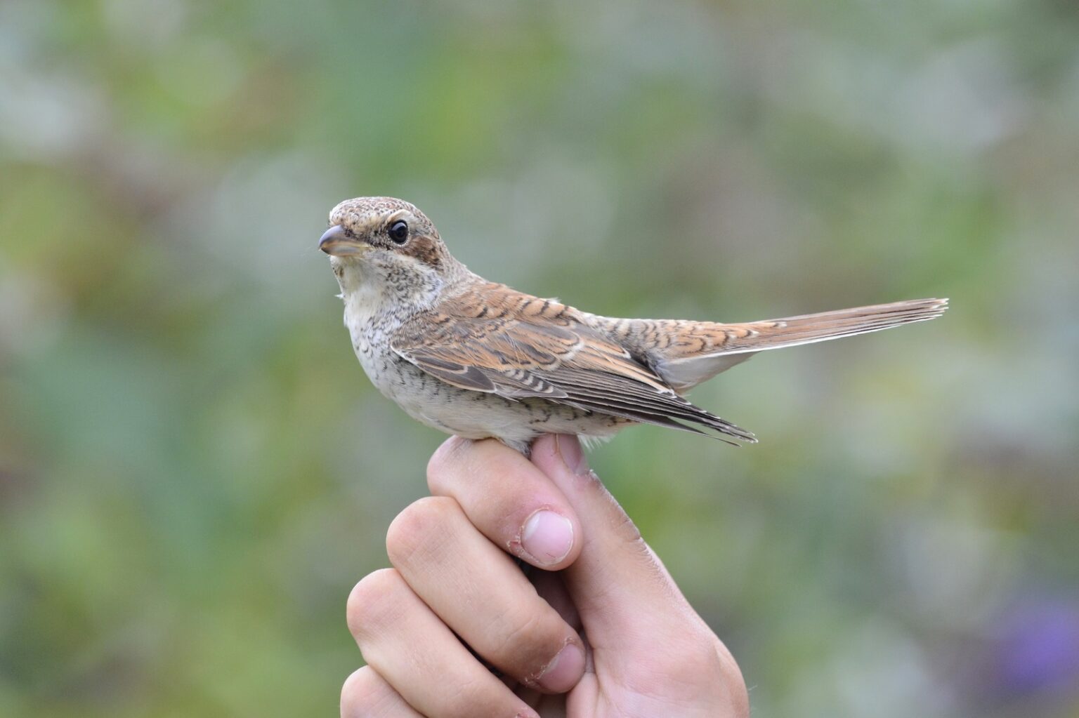De første 300 fuglearter – og vejen dertil - Naturhistorier.dk