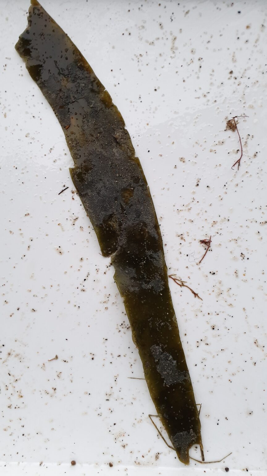 Ugens naturhistorie: En strand fuld af tang – Naturhistorier.dk