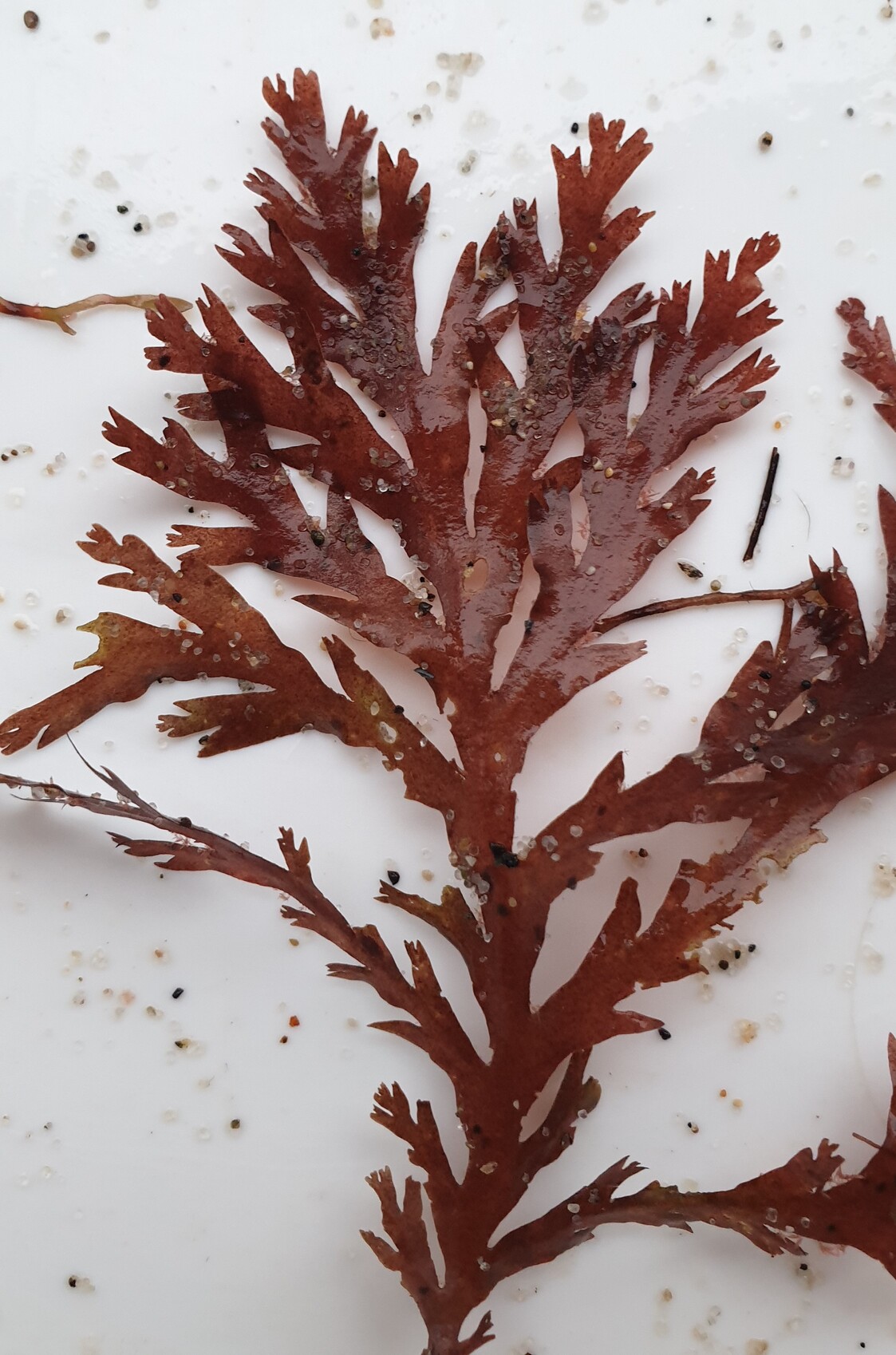 Ugens naturhistorie: En strand fuld af tang - Naturhistorier.dk
