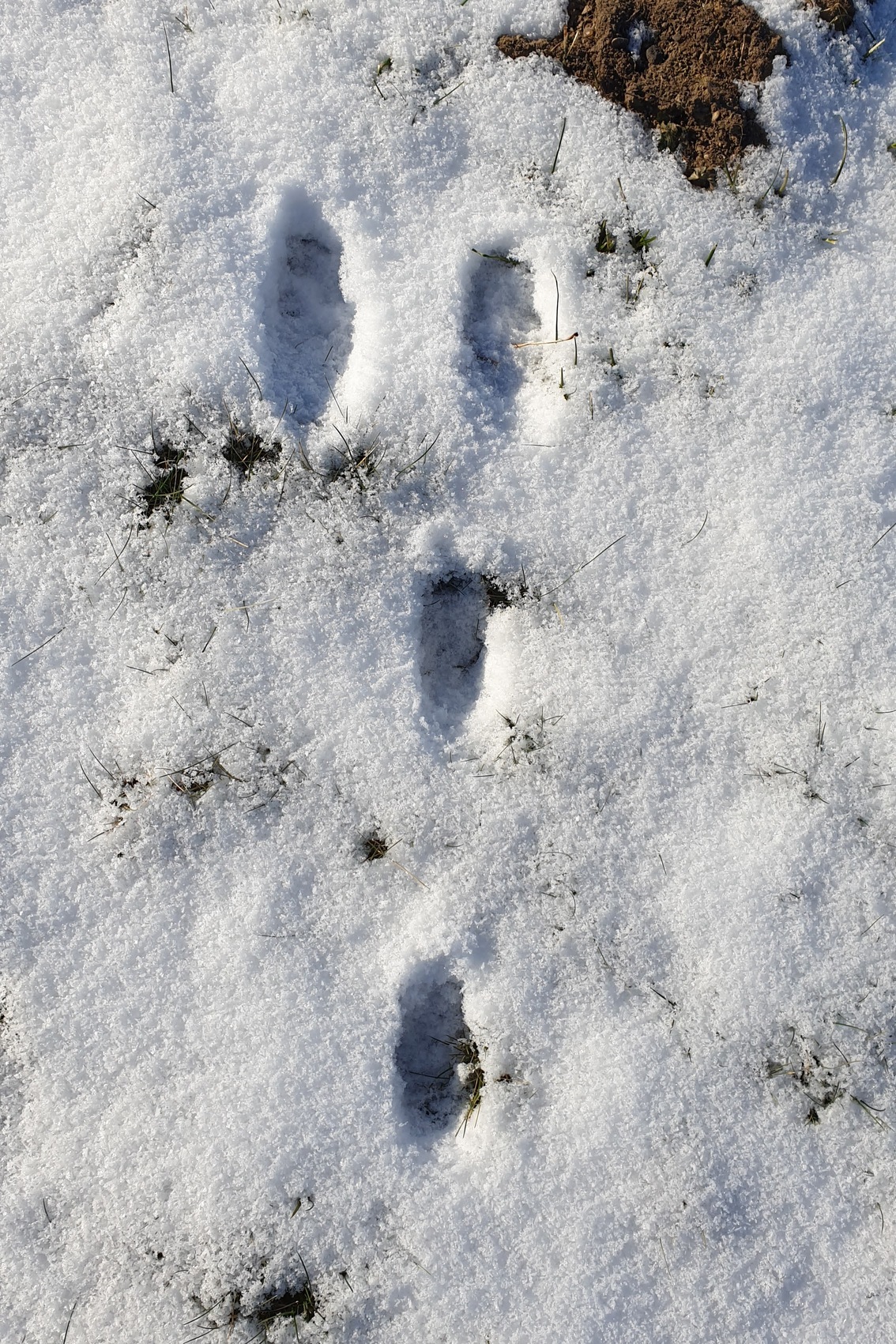Ugens naturhistorie: Fodspor i sneen - Naturhistorier.dk