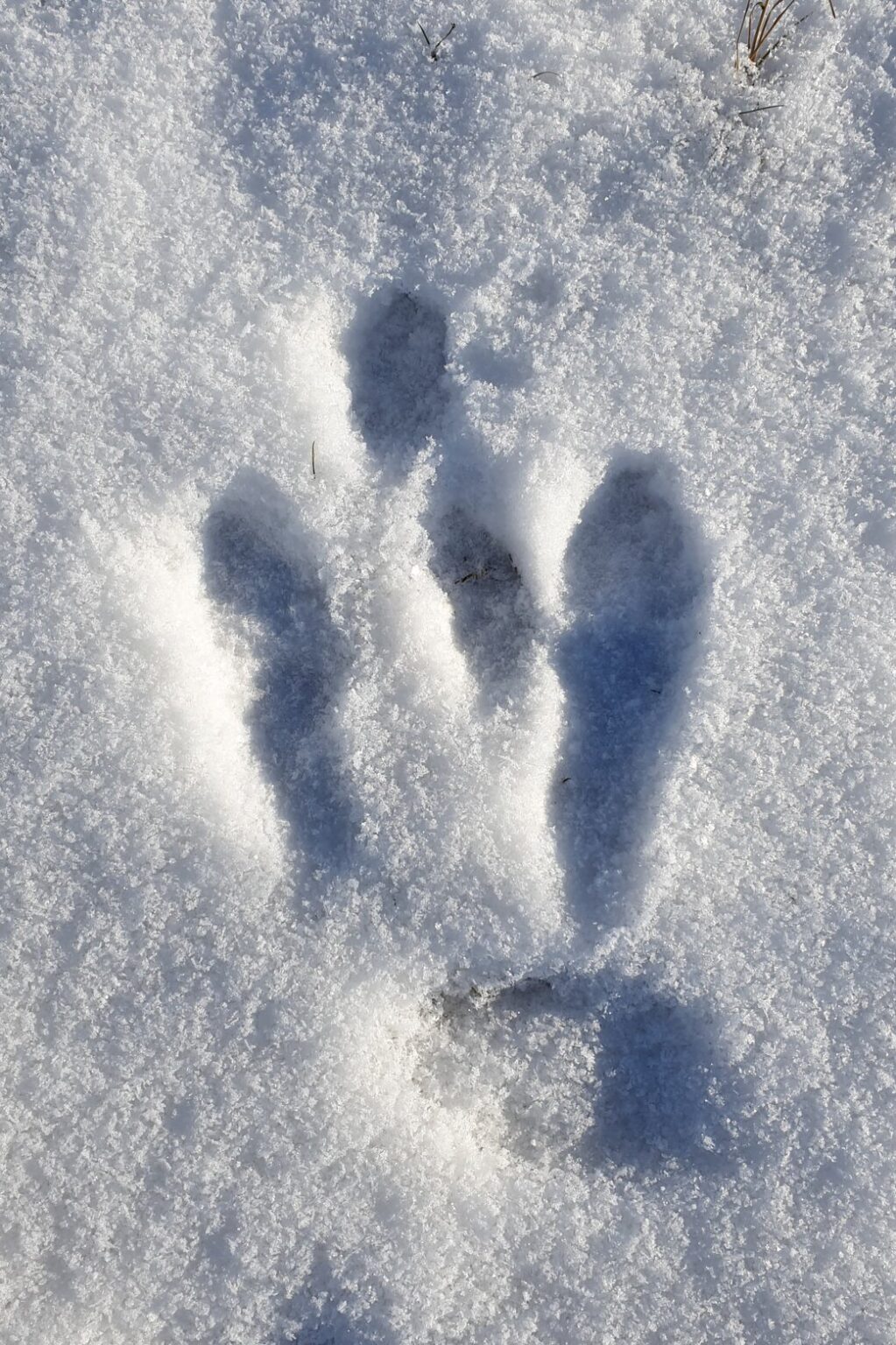 Ugens naturhistorie: Fodspor i sneen - Naturhistorier.dk