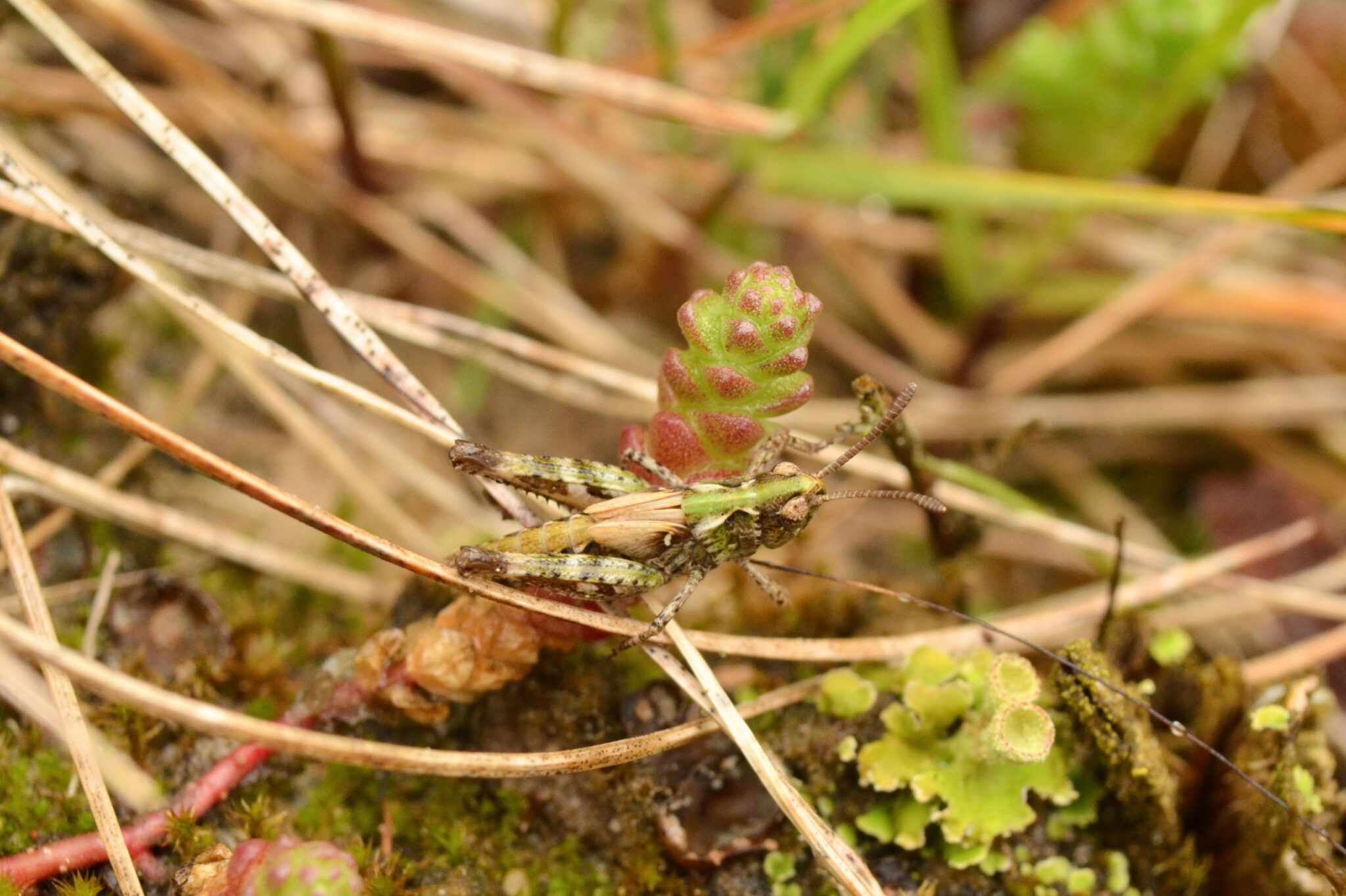 Ugens naturhistorie: En sandstrand fuld af gule stjerner ...