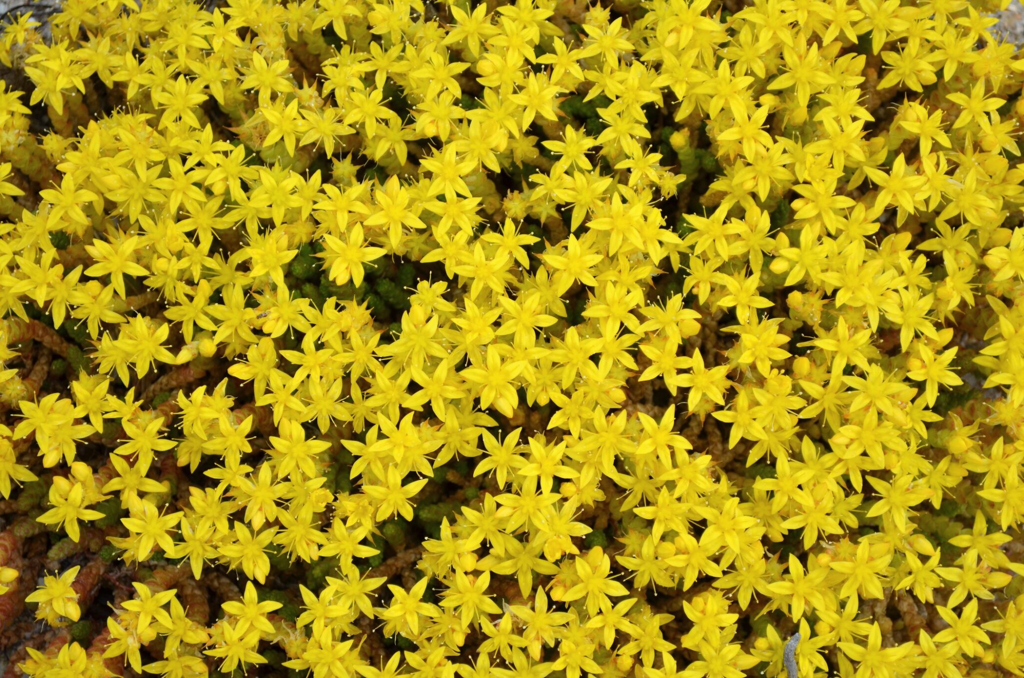 Ugens naturhistorie: En sandstrand fuld af gule stjerner ...